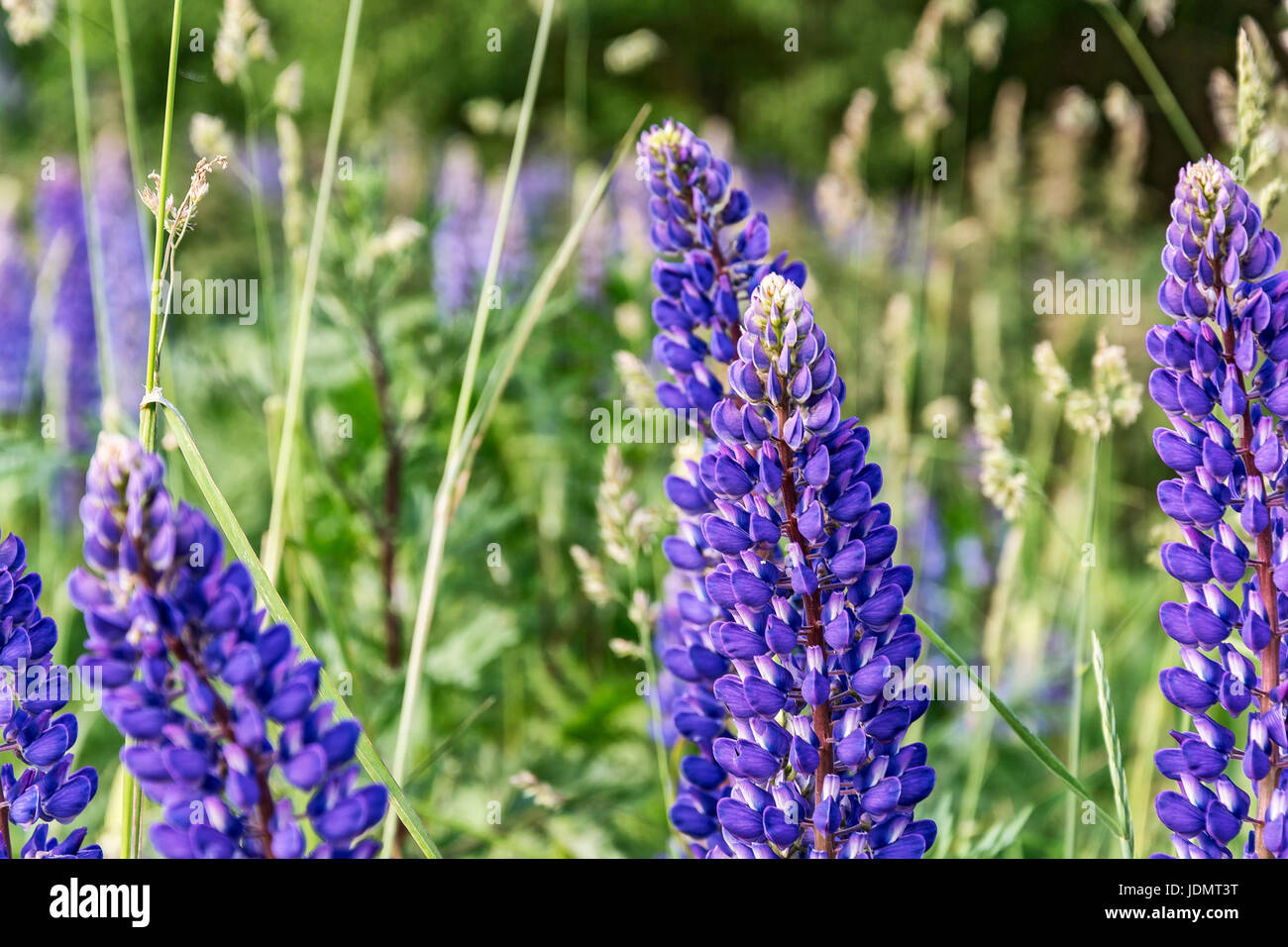 Beautiful garden trees lupine hi-res stock photography and images - Alamy