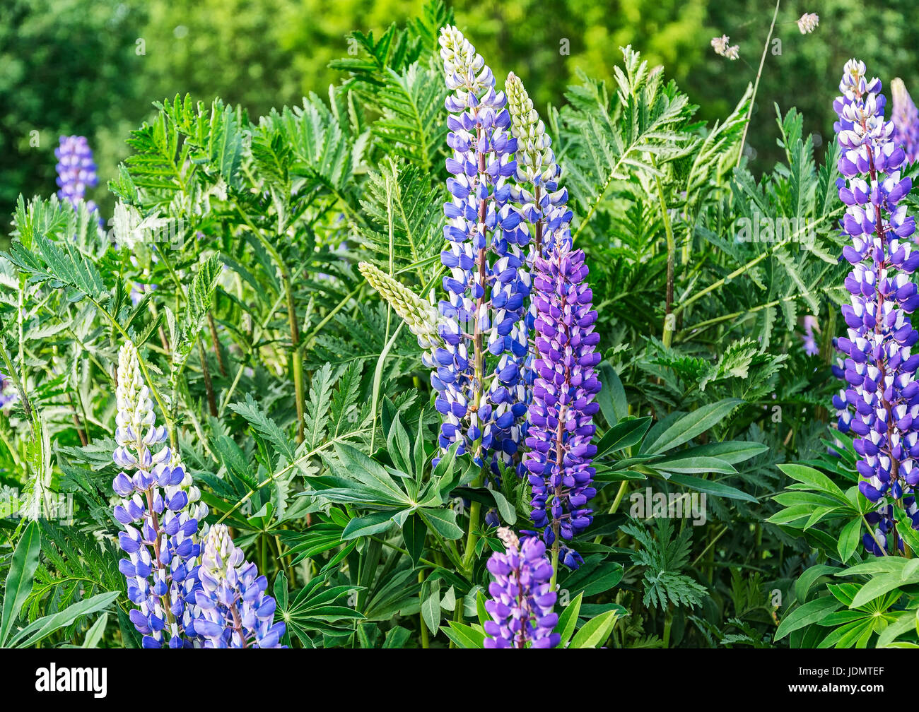 Purple Bushes Spring Wild Flowers Stock Photos & Purple Bushes Spring ...
