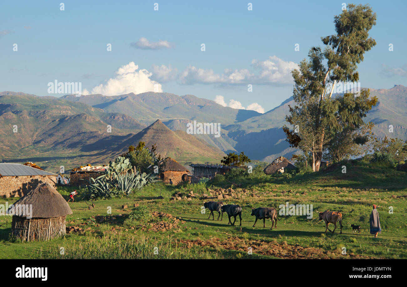 Woman and cows Malealea Mafeteng District Lesotho Southern Africa Stock ...
