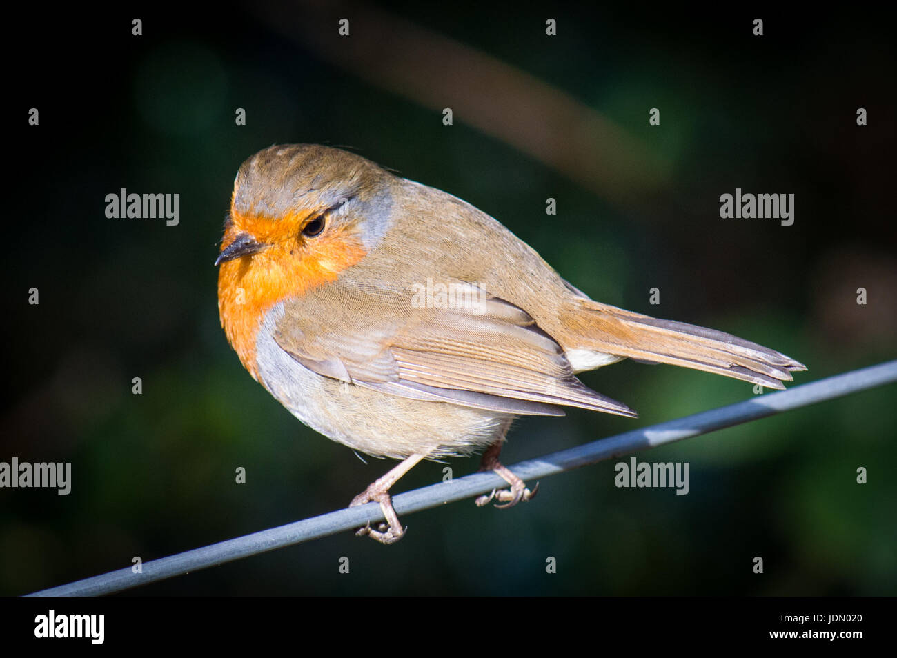 Robin on a wire with a dark background Stock Photo - Alamy