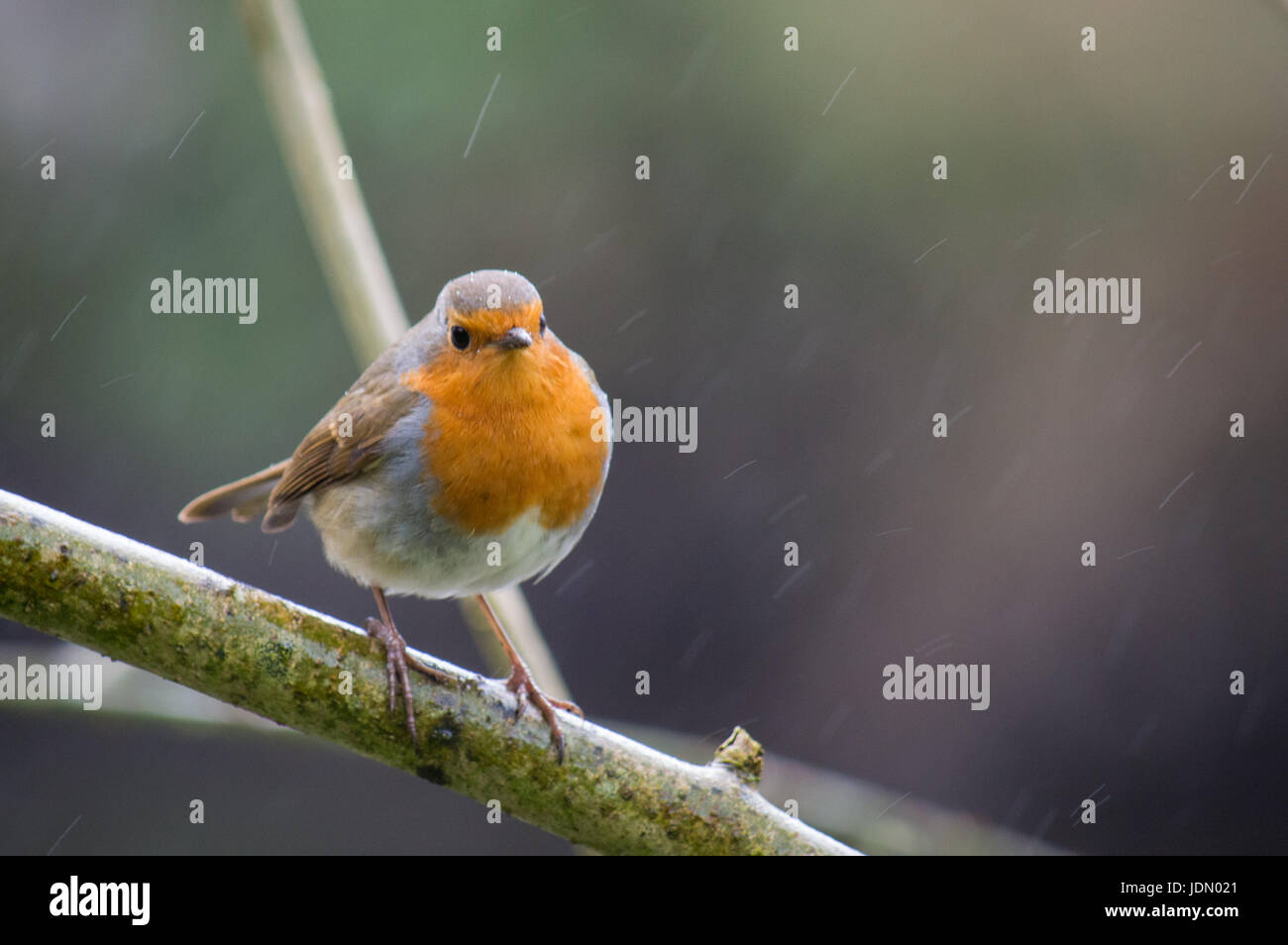 Robin on a wet branch with rain falling Stock Photo - Alamy
