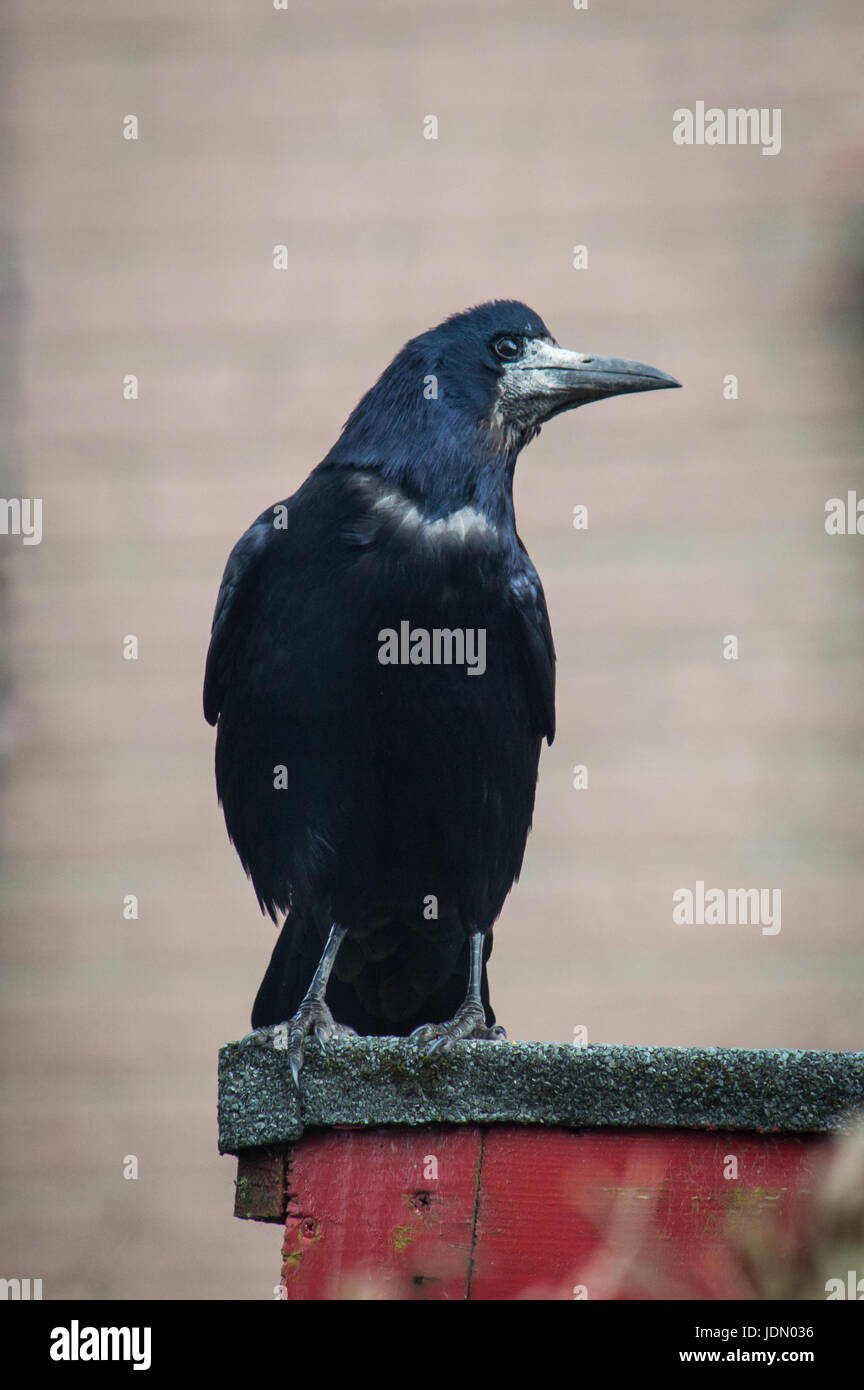 Irish shed hi-res stock photography and images - Alamy