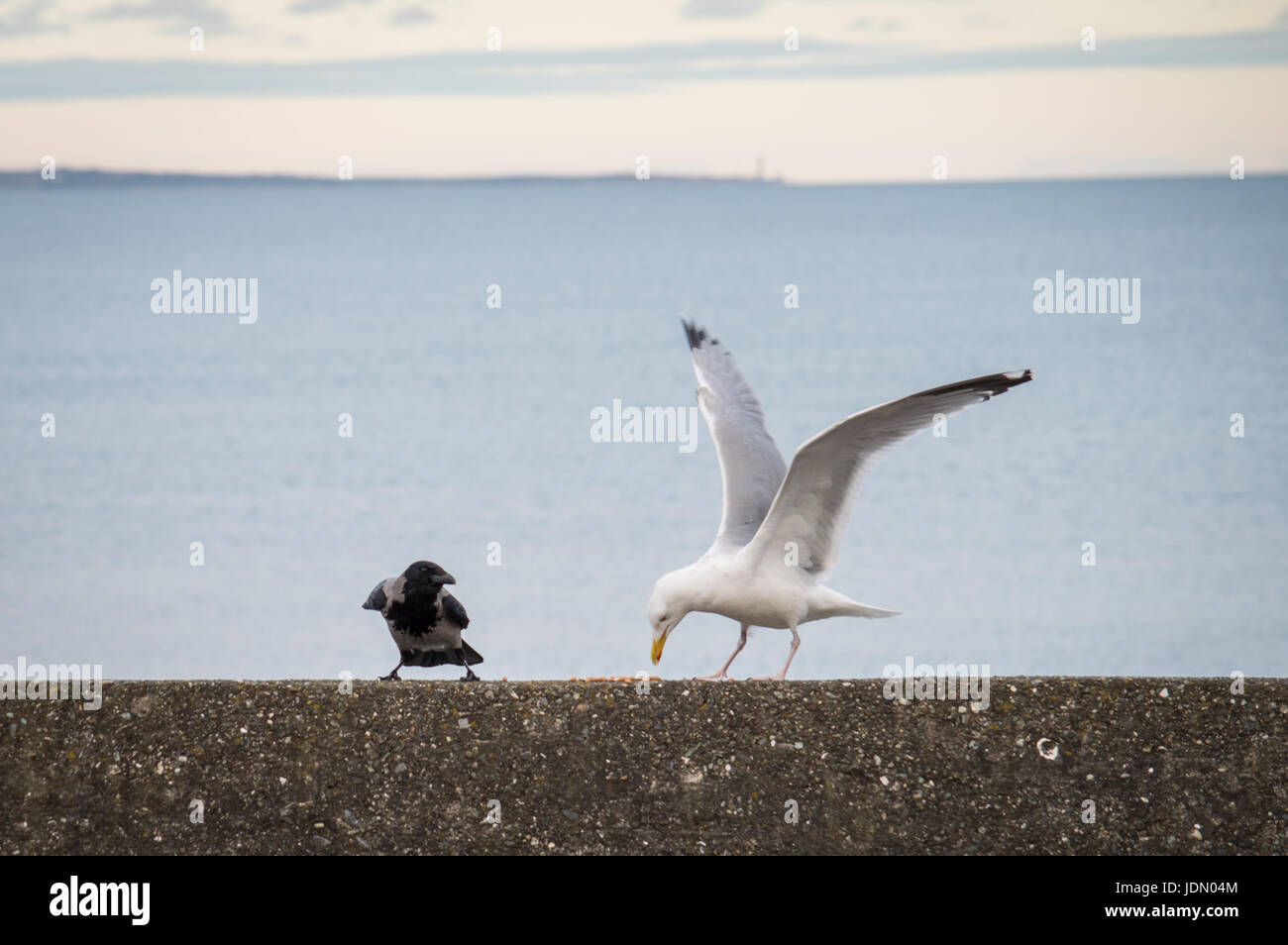 Seagull and hooded crow Stock Photo - Alamy