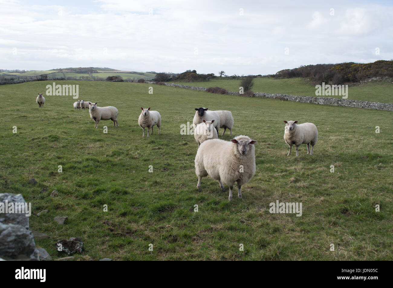 Ireland Landscape Sheep