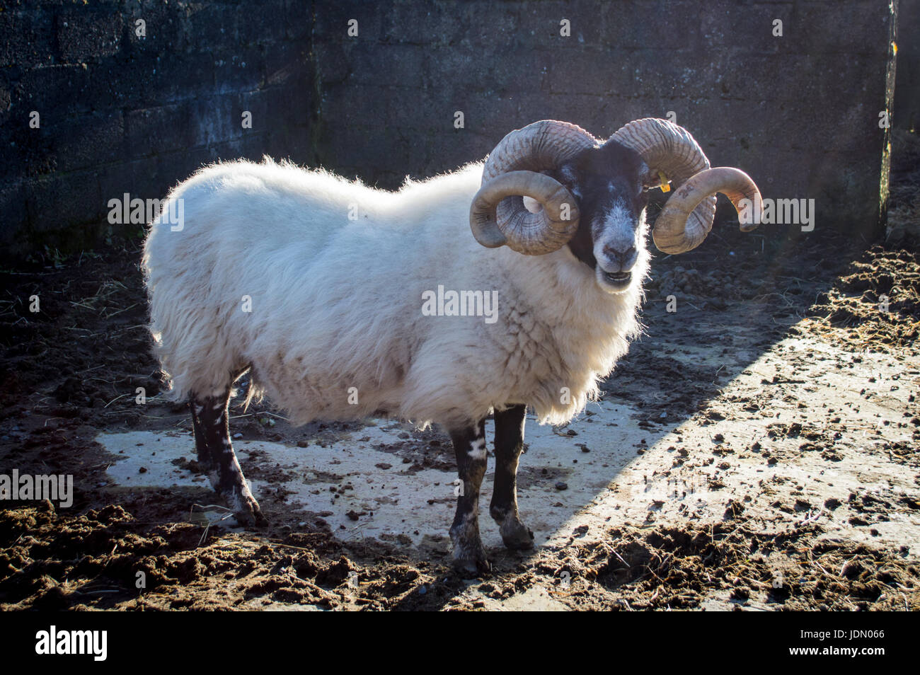 Sheep with large curly horns Stock Photo - Alamy