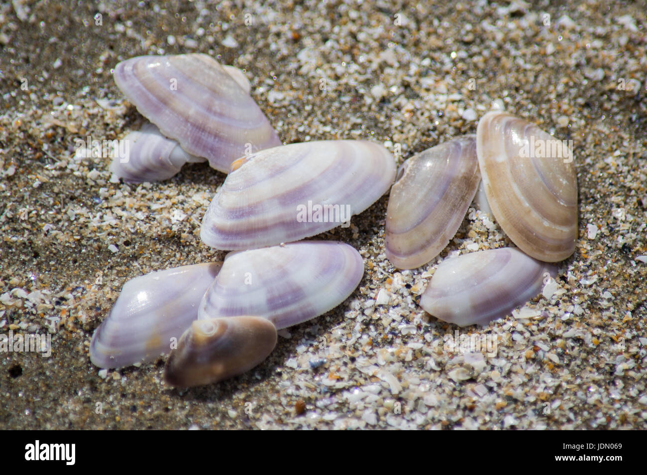 Purple Seashells High Resolution Stock Photography and Images - Alamy
