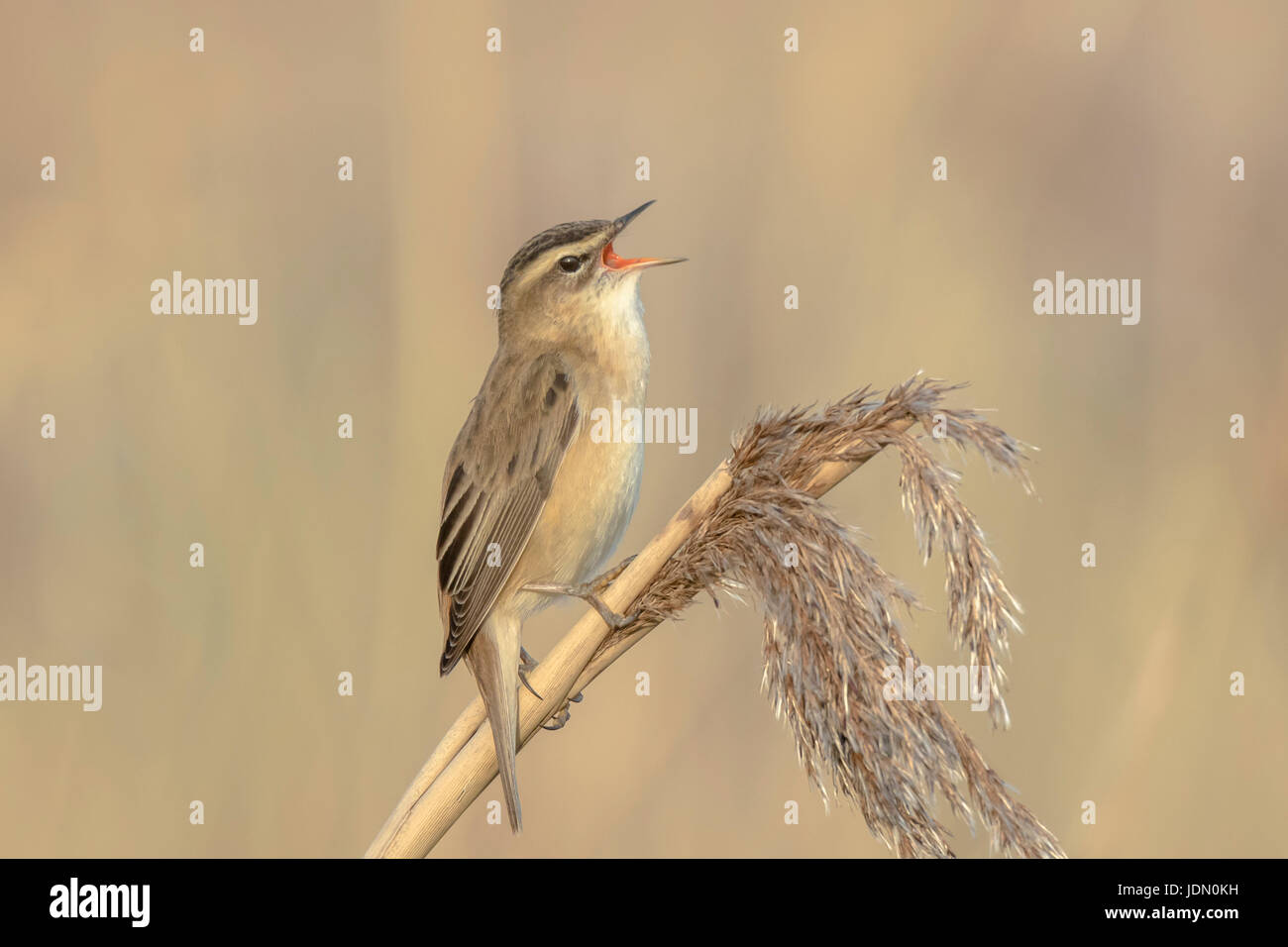 Closeup of a Sedge Warbler bird, Acrocephalus schoenobaenus, singing to ...
