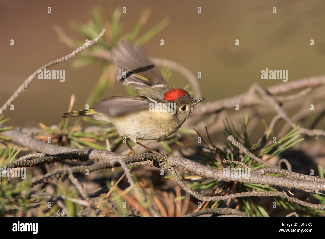 Ruby Crowned inglet Stock Photo - Alamy