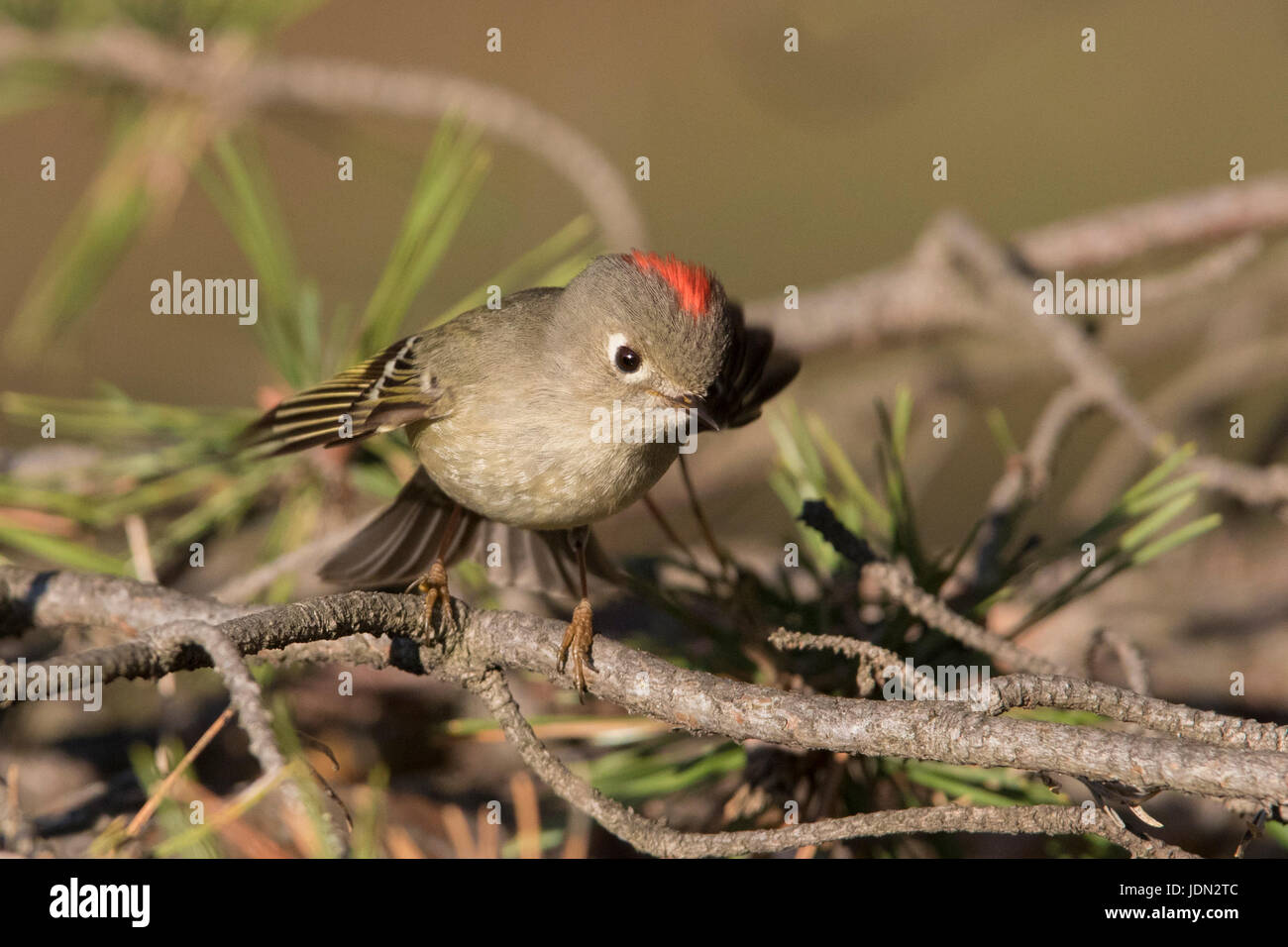 Ruby Crowned inglet Stock Photo - Alamy