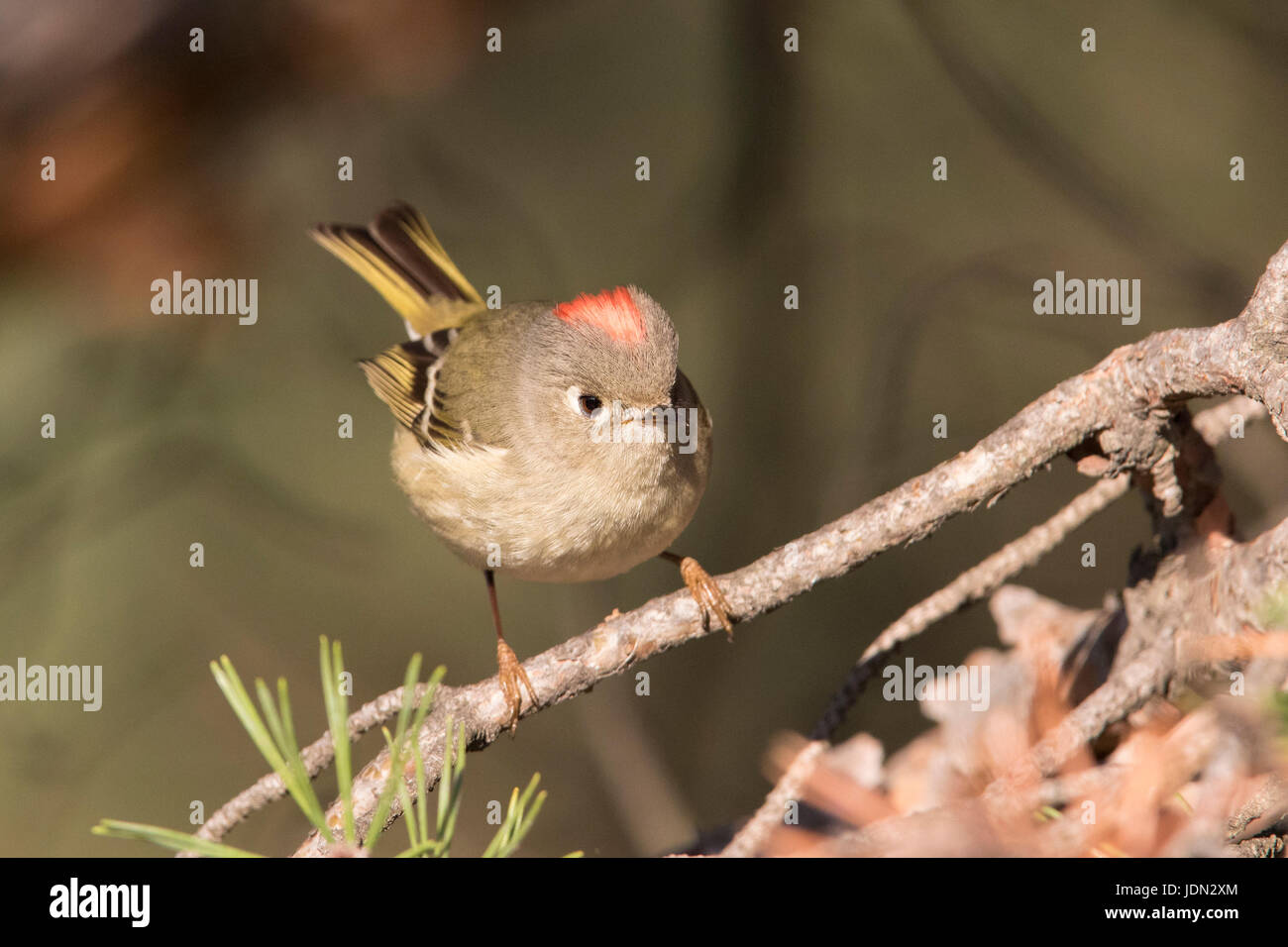 Ruby Crowned inglet Stock Photo - Alamy