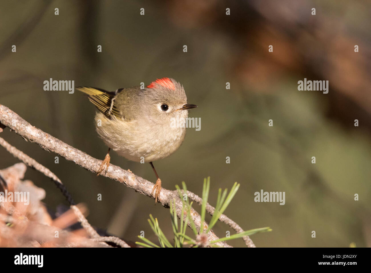 Ruby Crowned inglet Stock Photo - Alamy