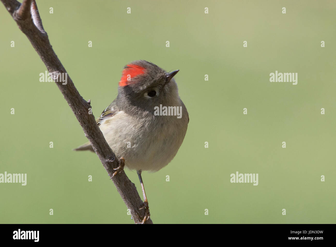 Ruby Crowned inglet Stock Photo - Alamy