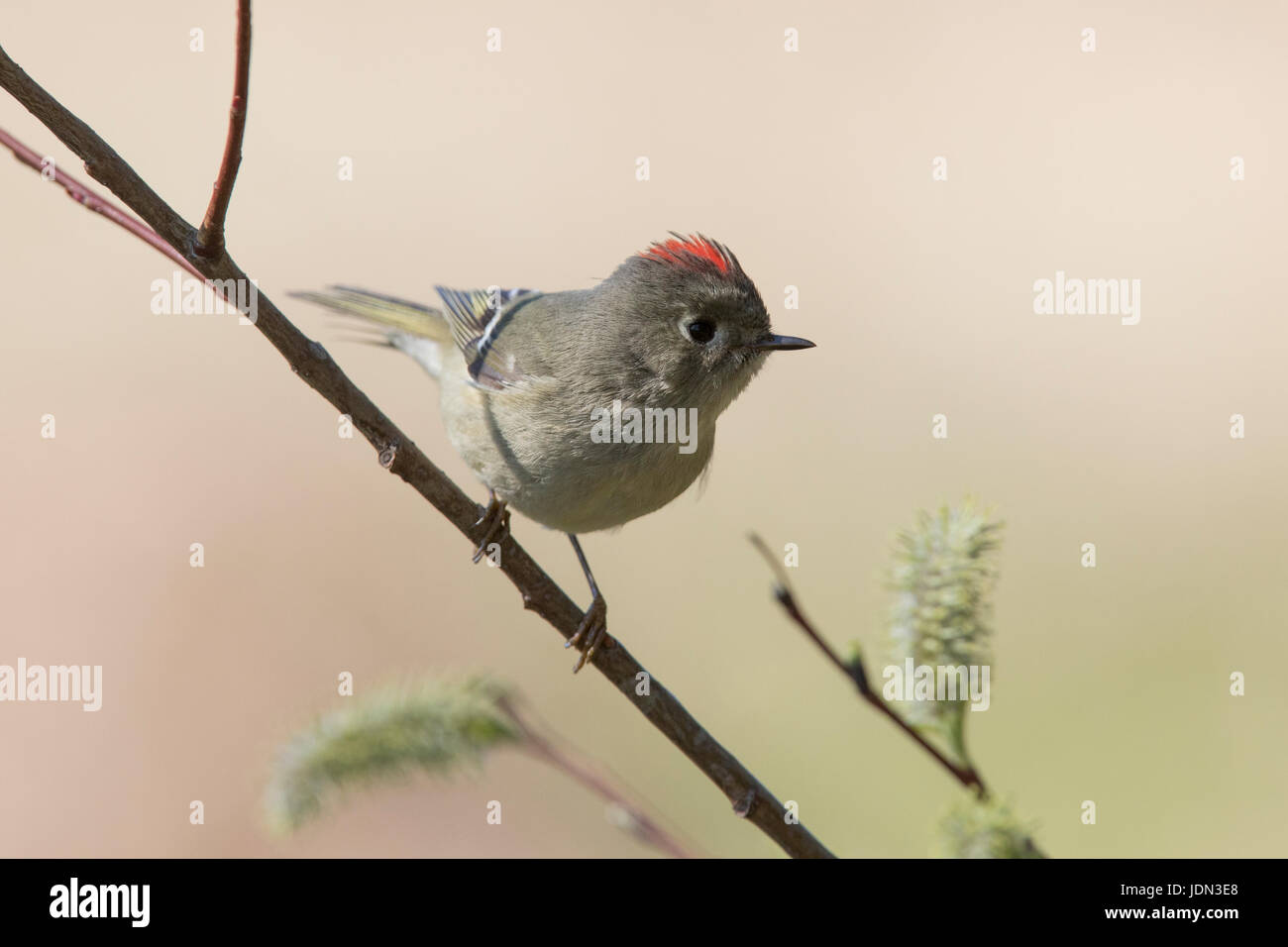 Ruby Crowned inglet Stock Photo - Alamy