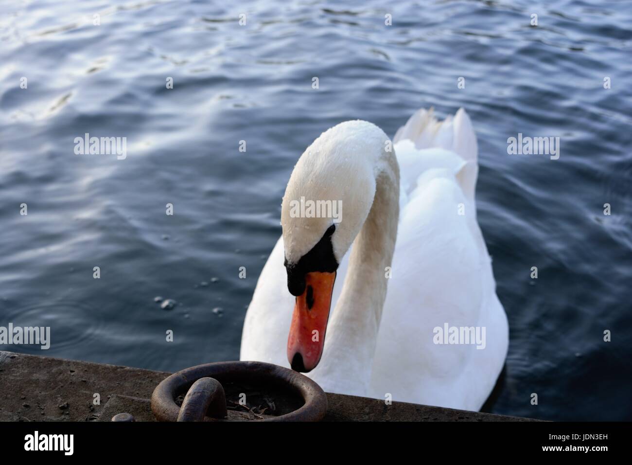 Peaceful swan hi-res stock photography and images - Alamy