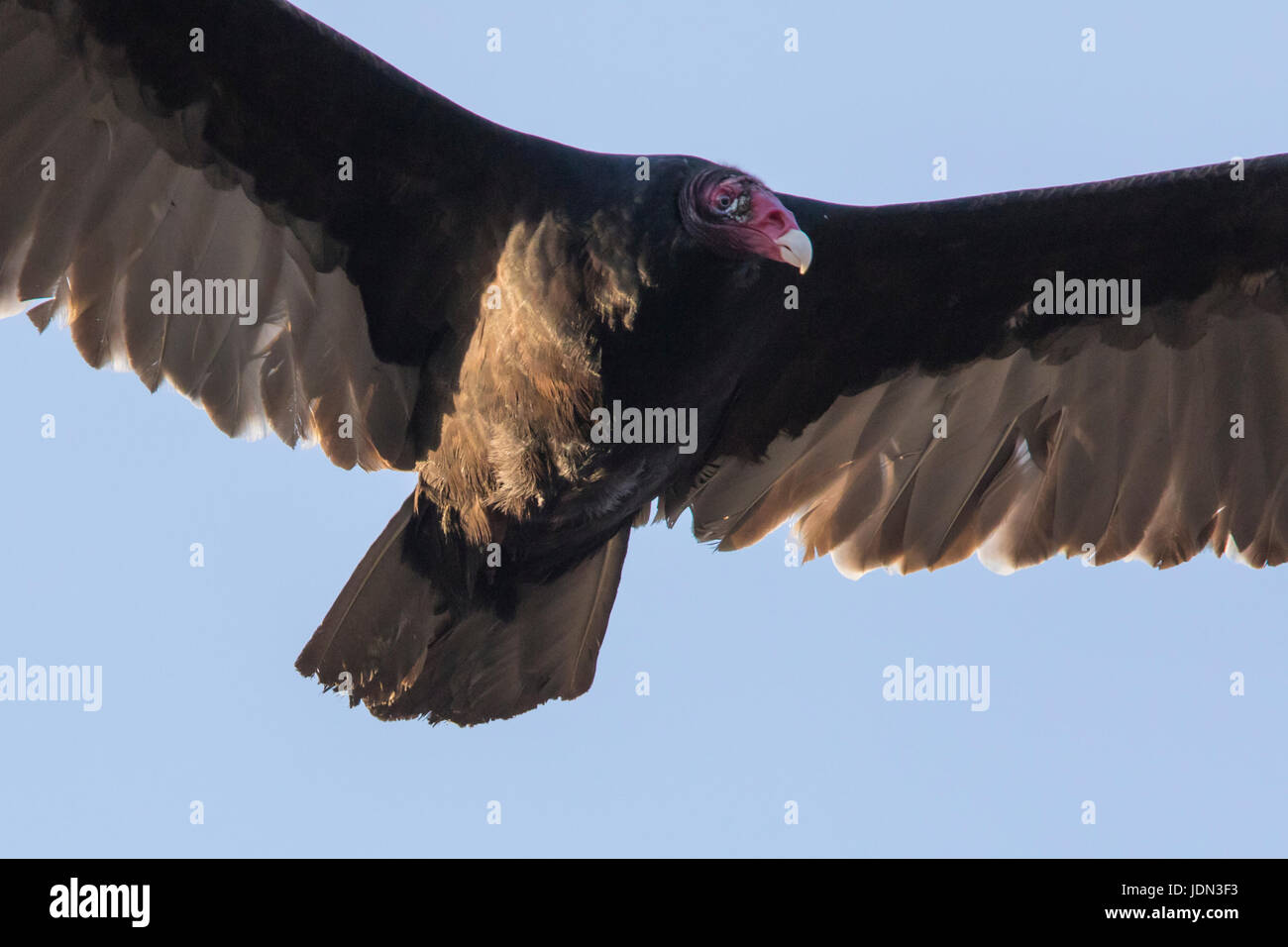 Turkey vulture in flight Stock Photo - Alamy
