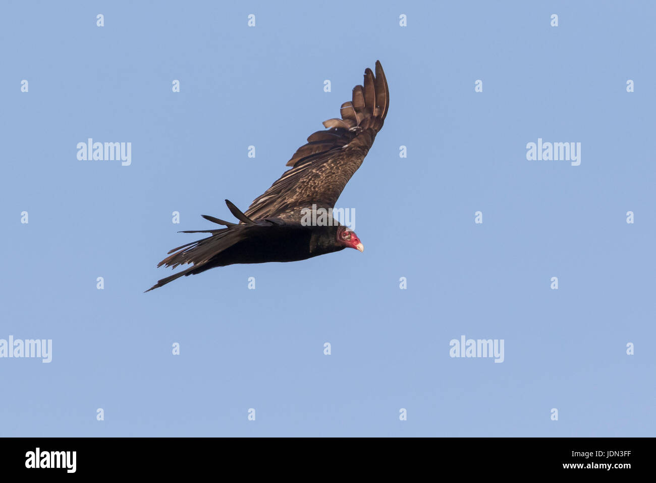 Turkey vulture in flight Stock Photo - Alamy