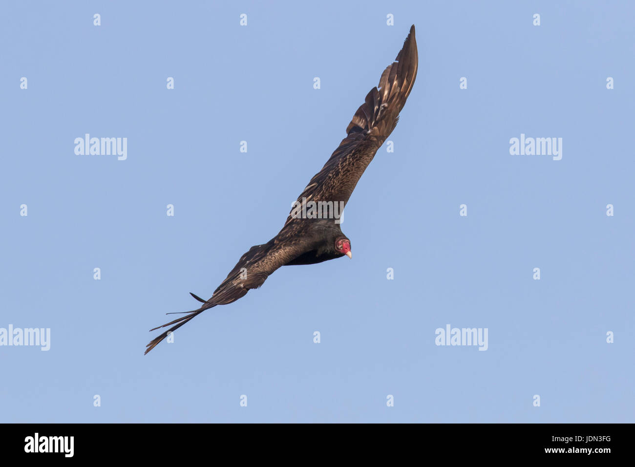Turkey vulture scavenger bird horizontal hi-res stock photography and ...