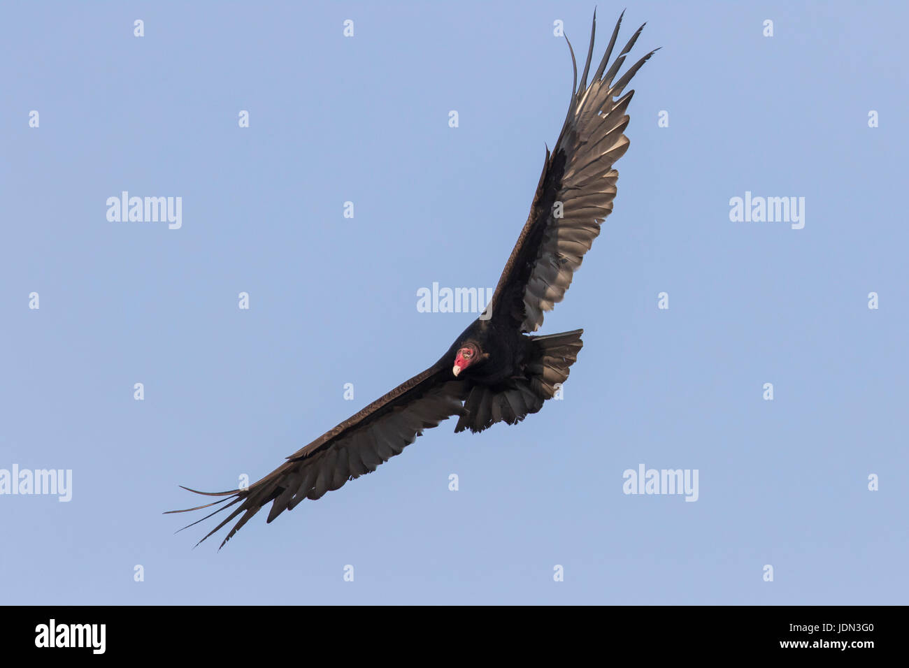 Turkey vulture scavenger bird horizontal hi-res stock photography and ...