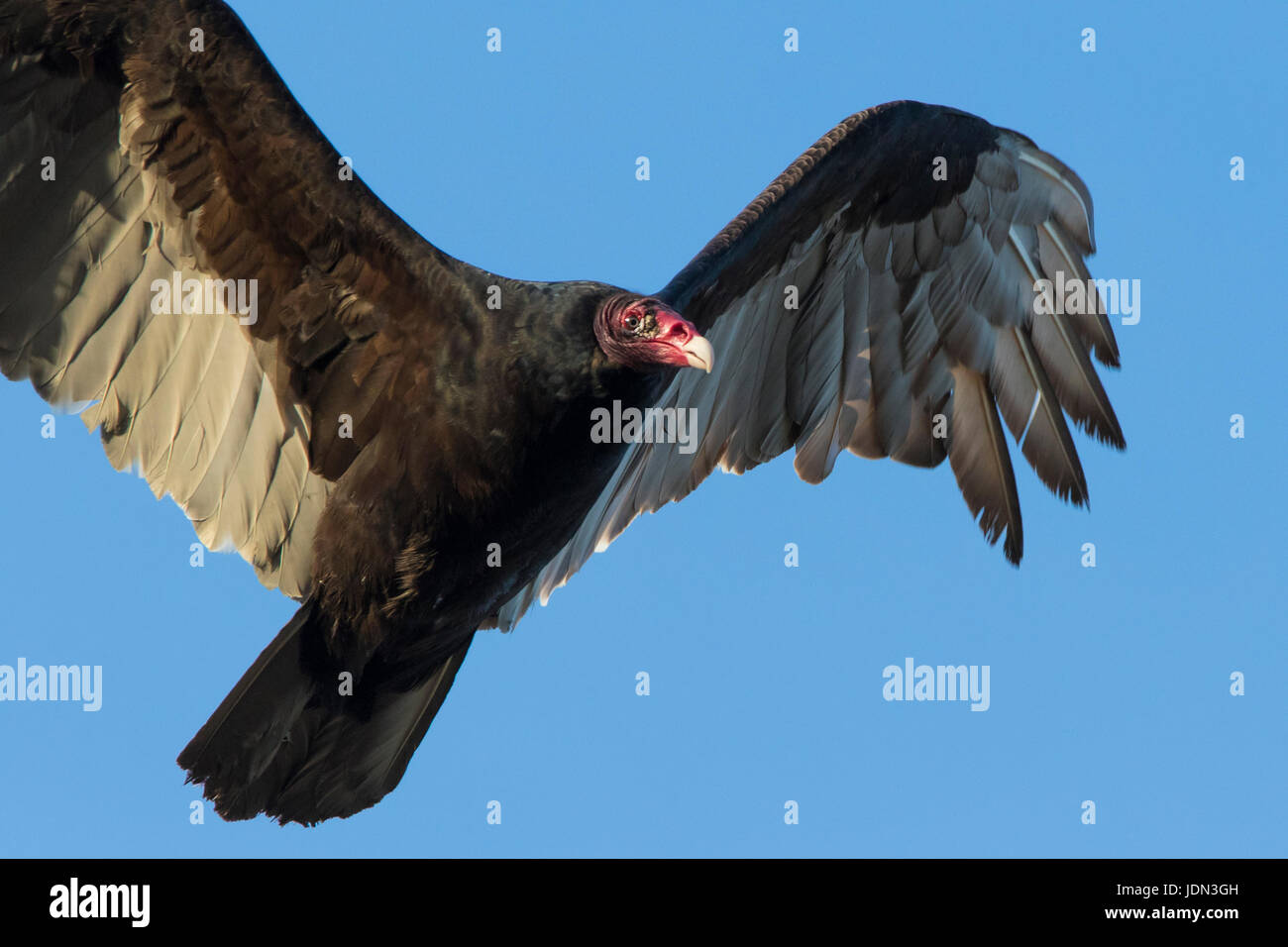 Turkey vulture in flight Stock Photo - Alamy