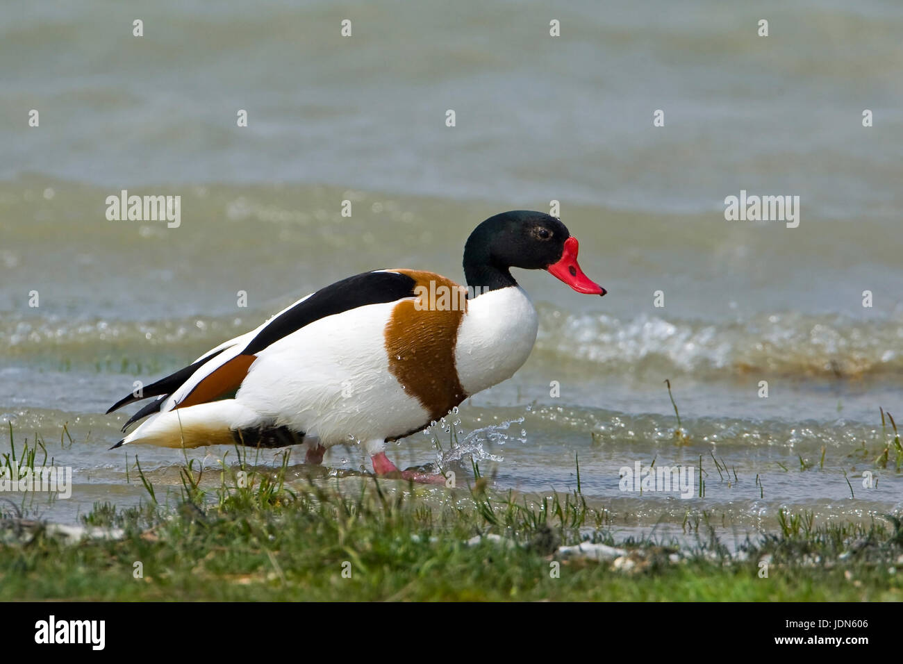 Brandgans hi-res stock photography and images - Alamy