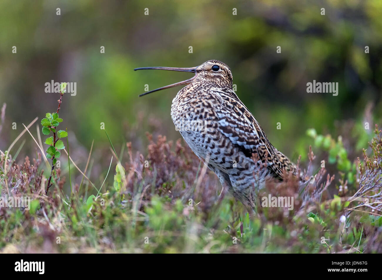 Doppelschnepfe (Gallinago media) Great snipe Stock Photo - Alamy