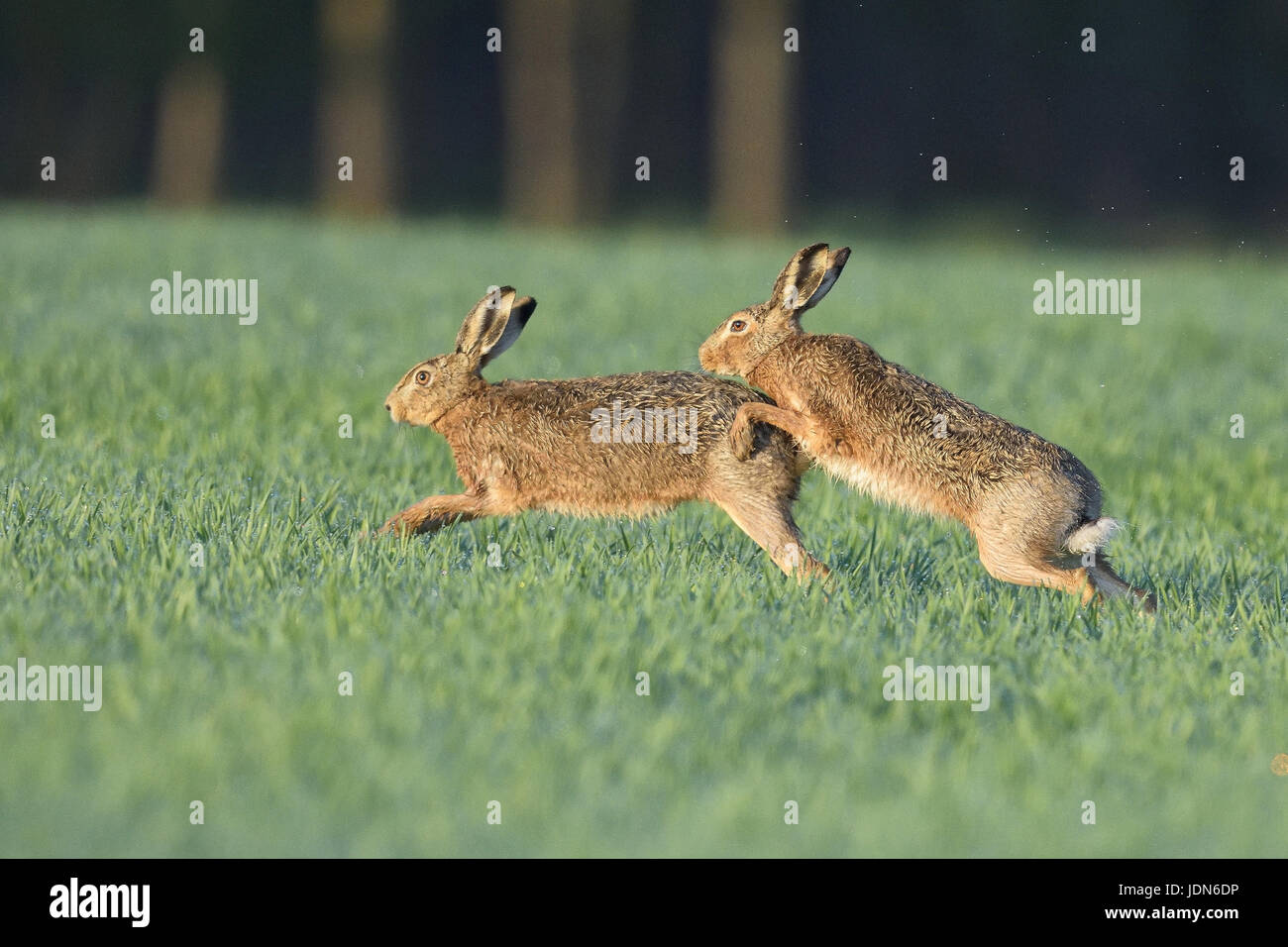 Rammeln hi-res stock photography and images - Alamy