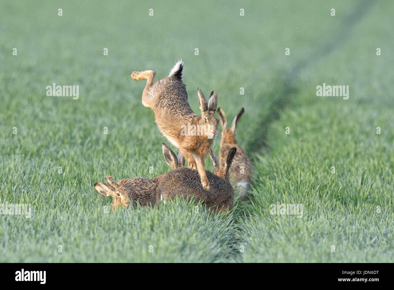 Kämpfende Feldhasen (Lepus europaeus Stock Photo - Alamy