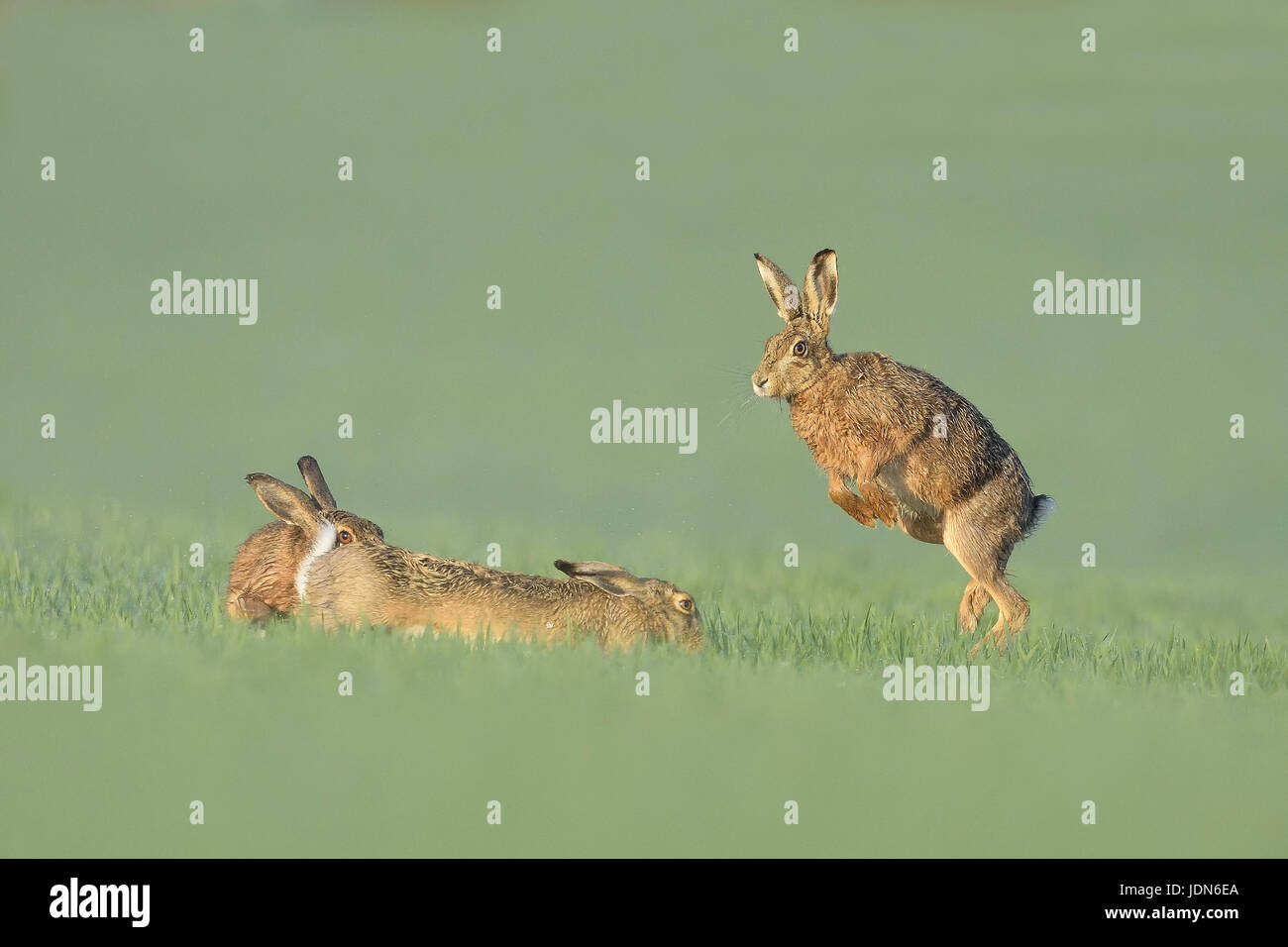 Feldhase kampf hi-res stock photography and images - Alamy