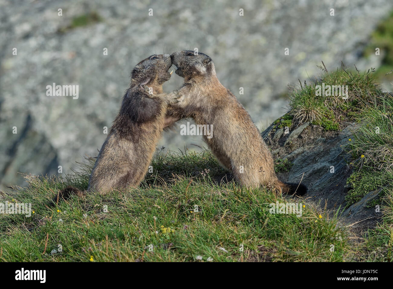 Murmeltier (Marmota marmota) Marmot Stock Photo - Alamy
