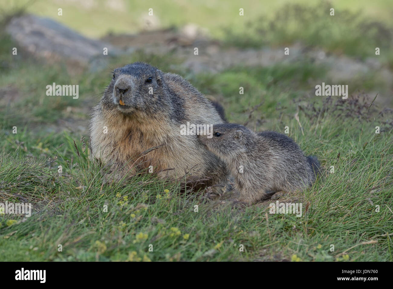 Murmeltier (Marmota marmota) Marmot Stock Photo - Alamy