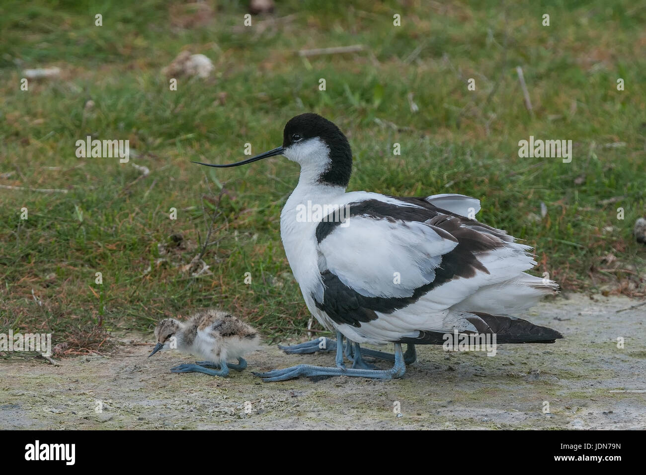 Saebelschnaebler (Recurvirostra avosetta) Pied Avocet Stock Photo - Alamy