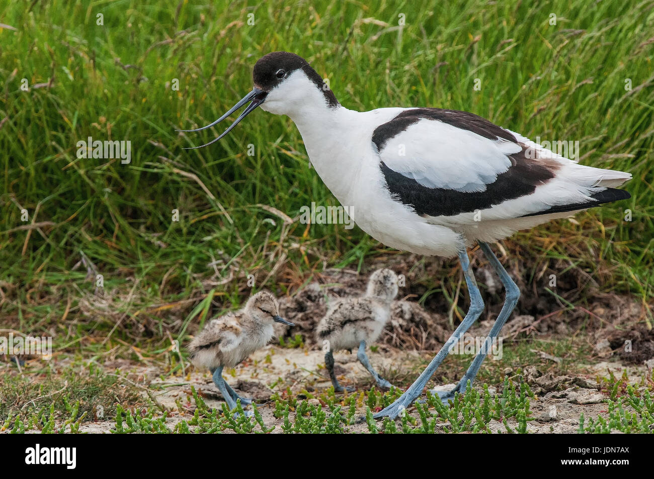 Saebelschnaebler (Recurvirostra avosetta) Pied Avocet Stock Photo - Alamy
