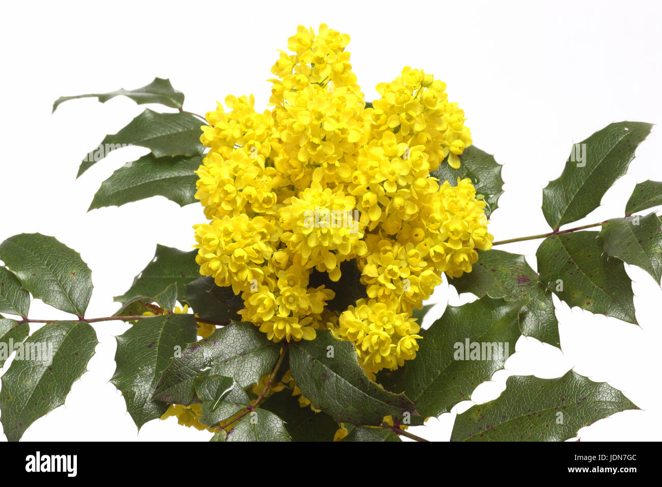 English Holly (Ilex aquifolium) Branches with clusters of bright yellow ...