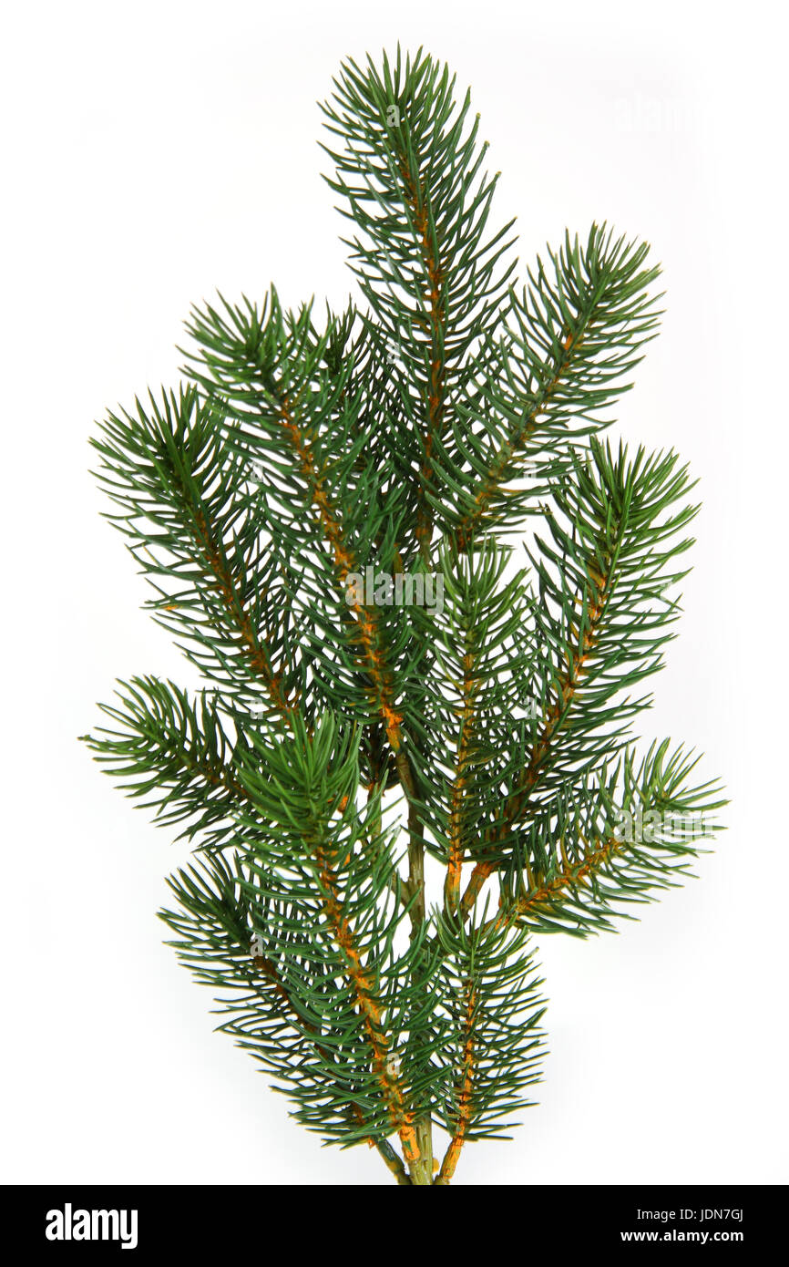 Plastic fir tree branch isolated on white background Stock Photo - Alamy