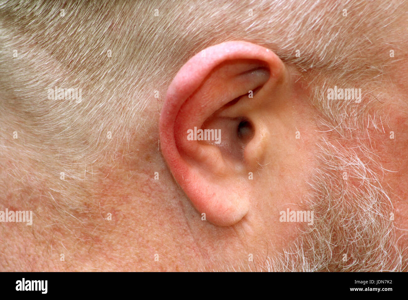 Close up of anatomy of human ear Stock Photo - Alamy