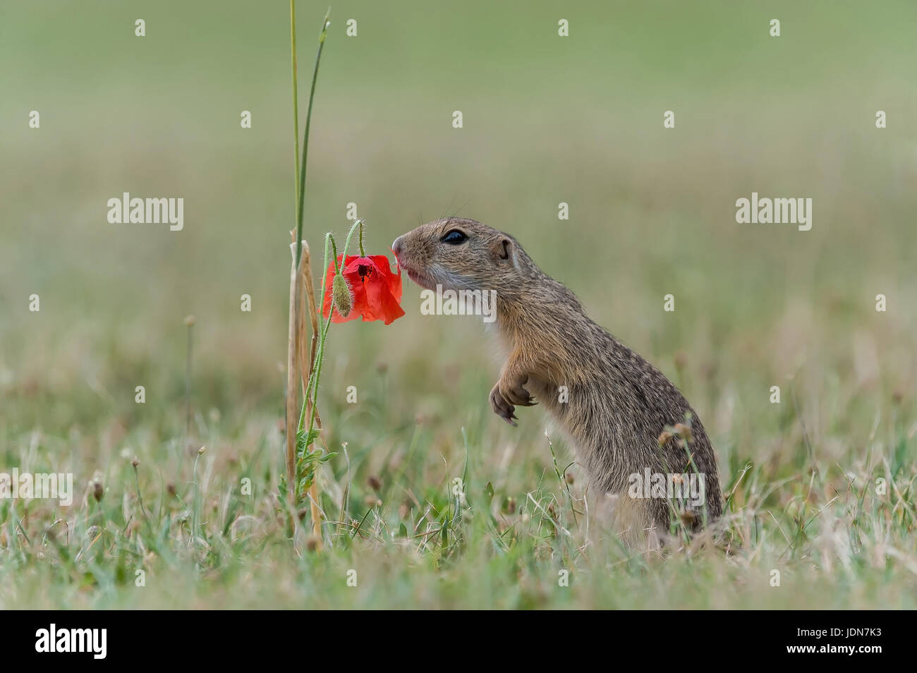 Spermophilus species hi-res stock photography and images - Alamy
