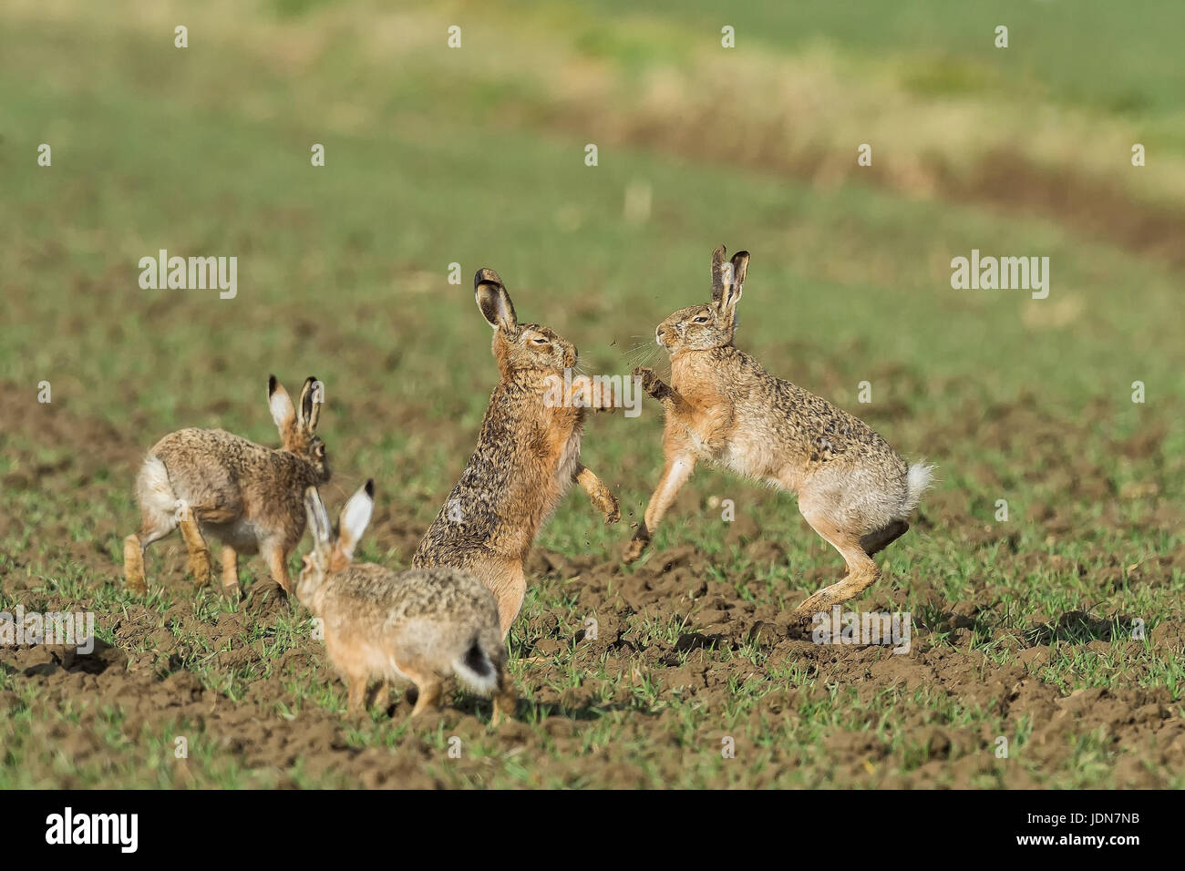 Feldhase (Lepus europaeus) rabbit Stock Photo - Alamy