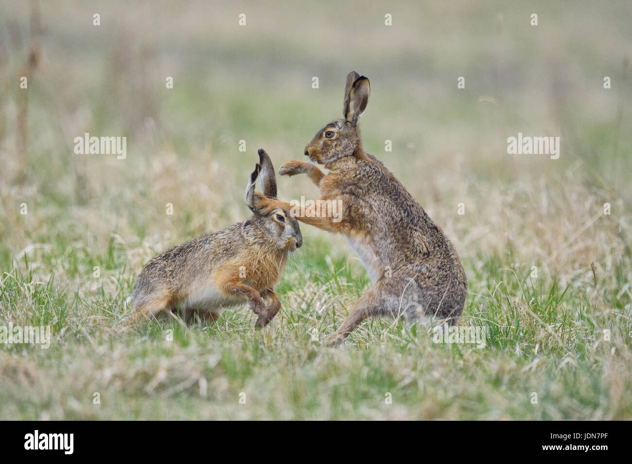 Feldhase (Lepus europaeus) rabbit Stock Photo - Alamy