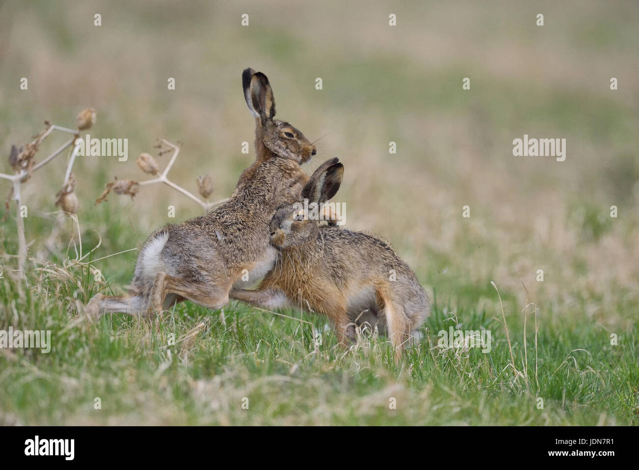 Feldhase (Lepus europaeus) rabbit Stock Photo - Alamy