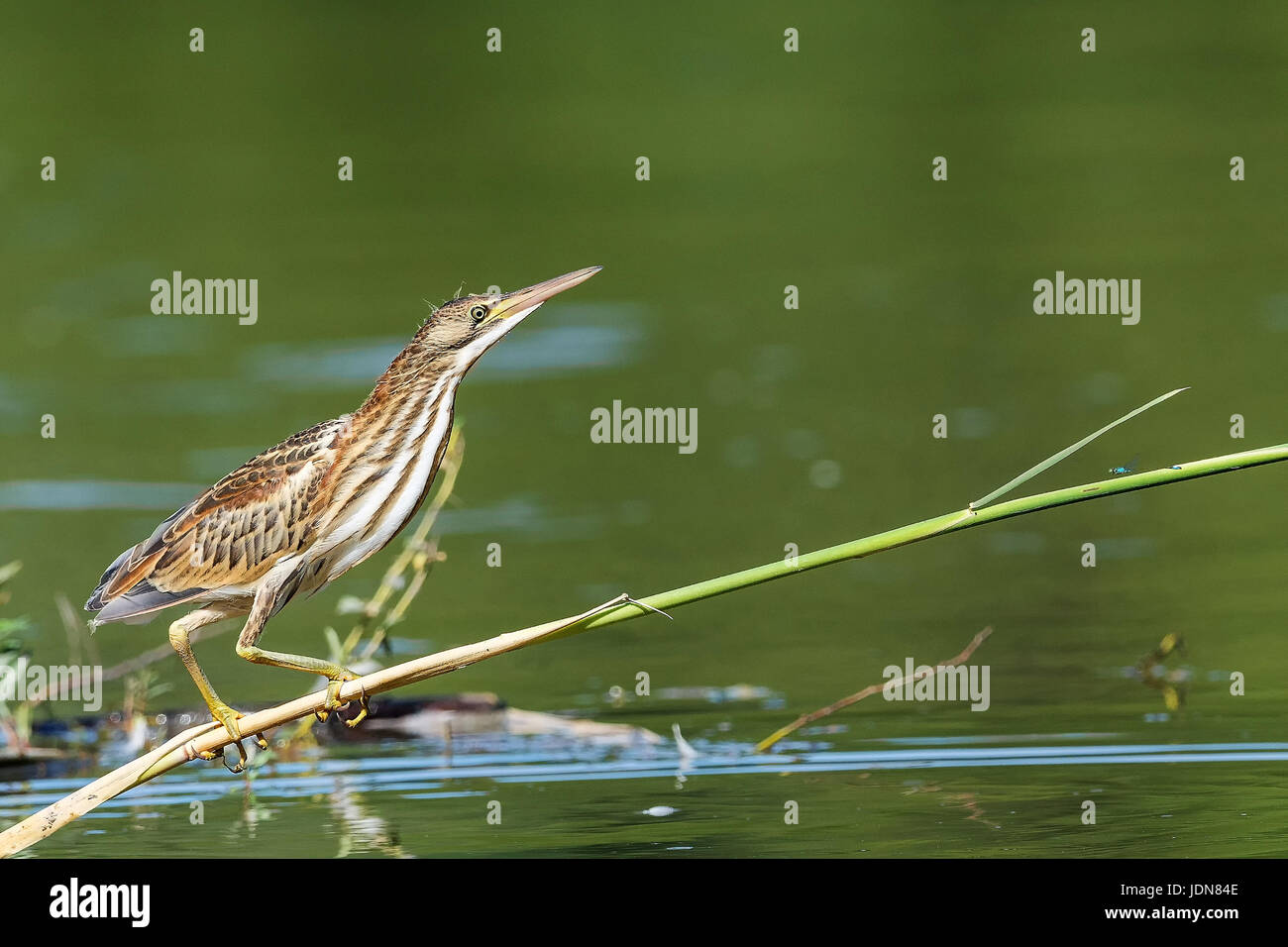 little bittern, common little bittern, Ixobrychus minutus, a wading ...