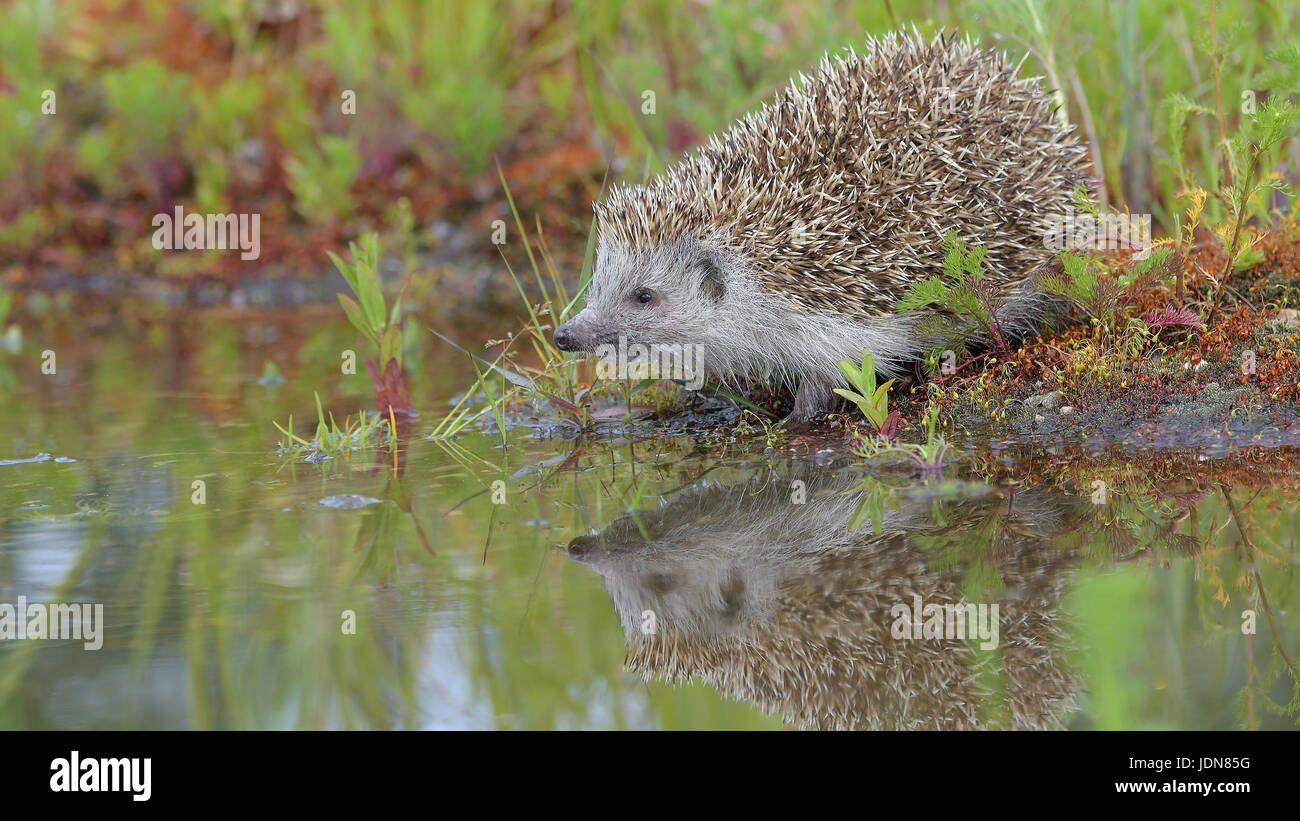 Igel (Erinaceus europaeus) hedgehog Stock Photo - Alamy