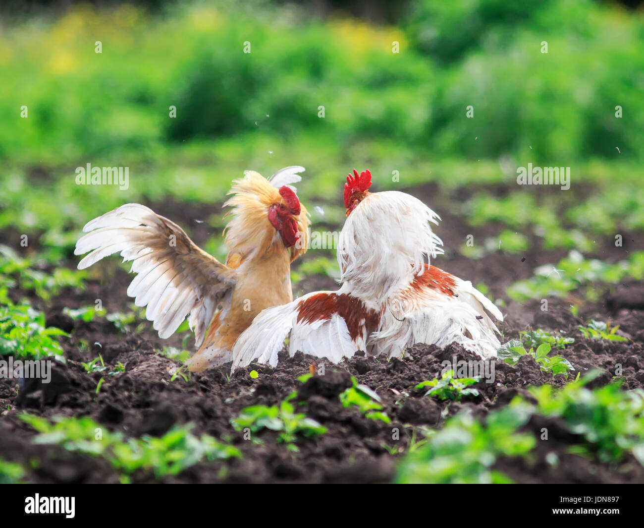 two cocky young rooster was going to put up a fight for supremacy in ...