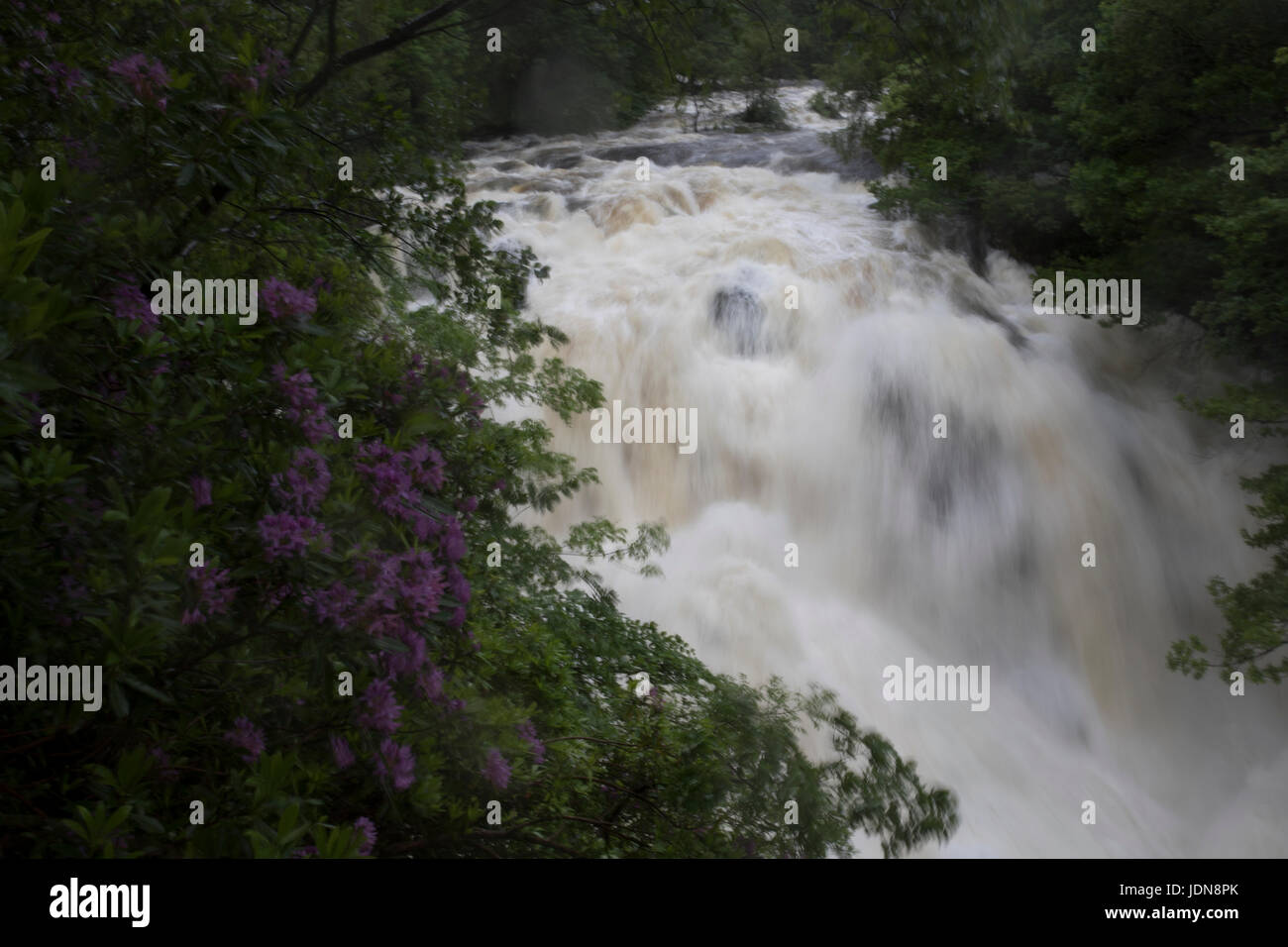 Swallow Falls in Snowdonia after heavy rain Stock Photo - Alamy