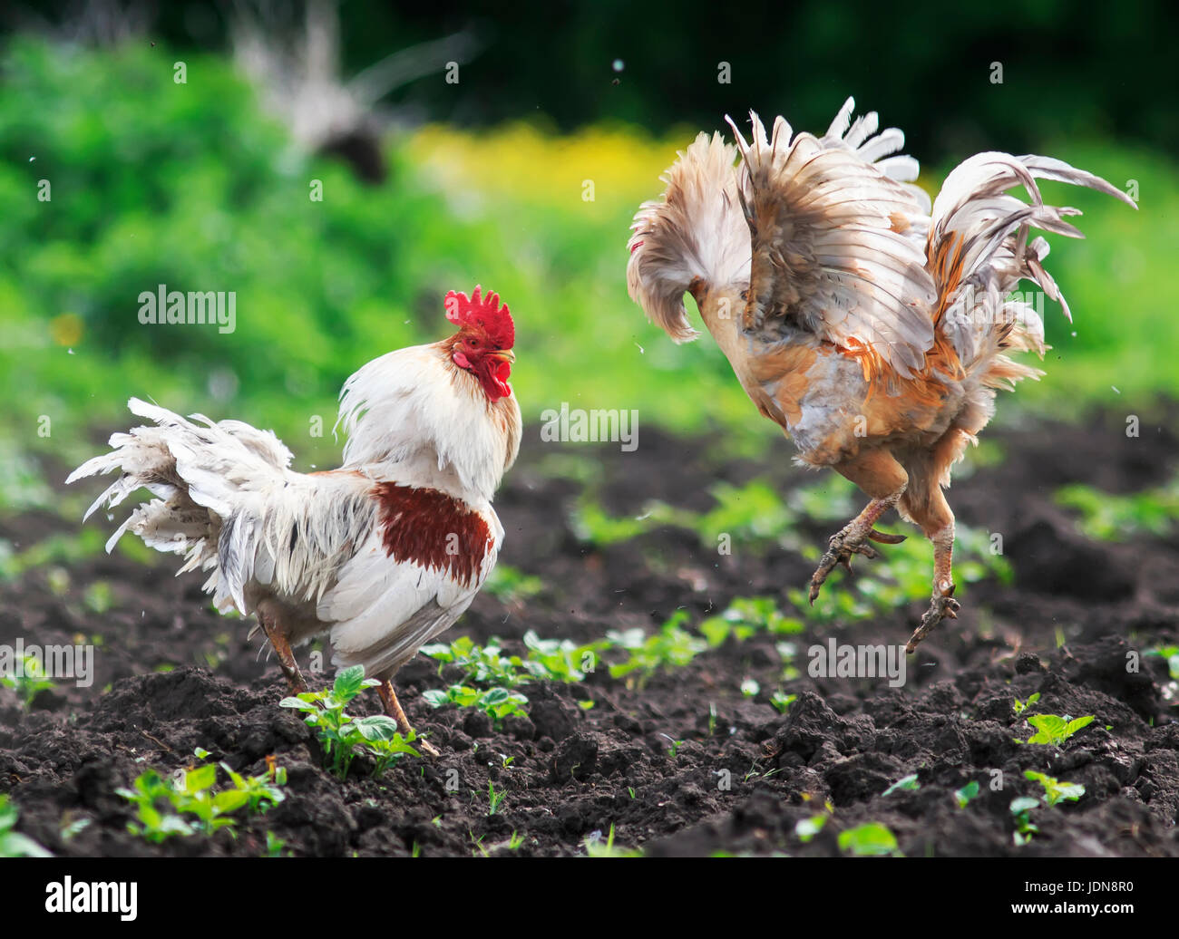 two jaunty rustic rooster fighting spread its wings and feathers and ...