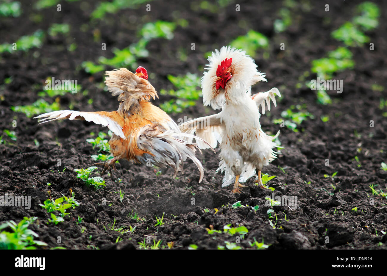 two jaunty rustic rooster fighting spread its wings and feathers and ...