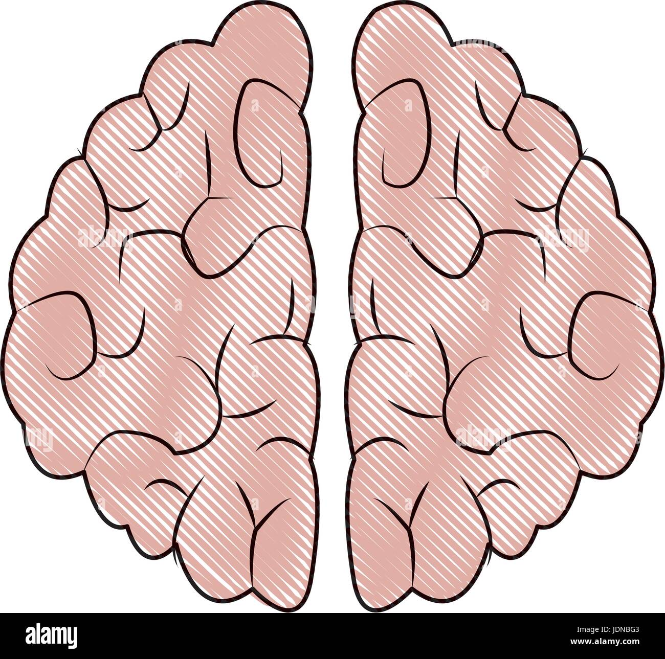 human brain organ health memory anatomy Stock Vector Image & Art - Alamy