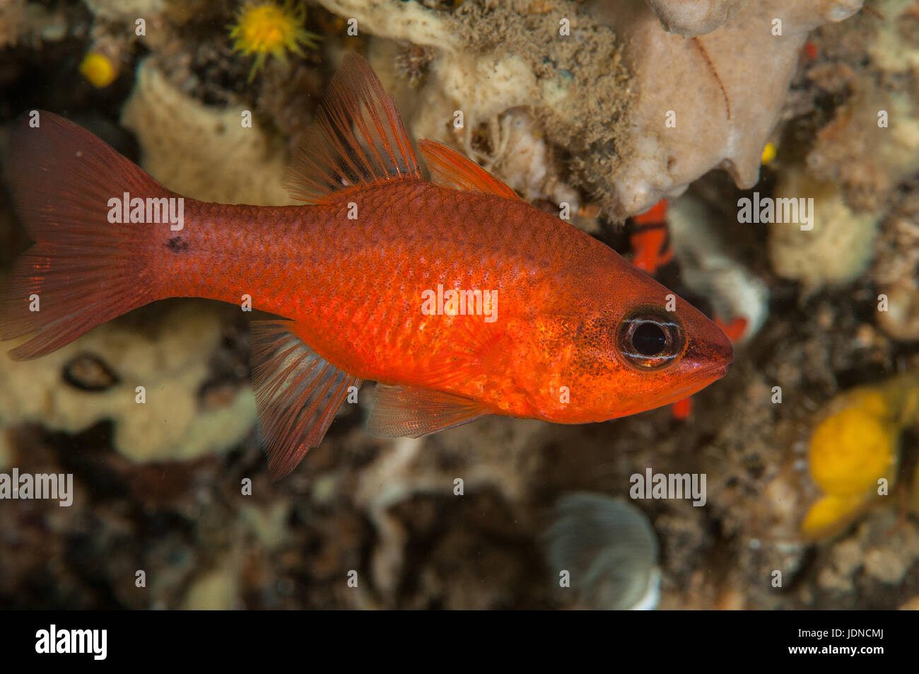 Cardinal fish (Apogon imberbis), in Cala Mateua, L'escala, Costa Brava ...