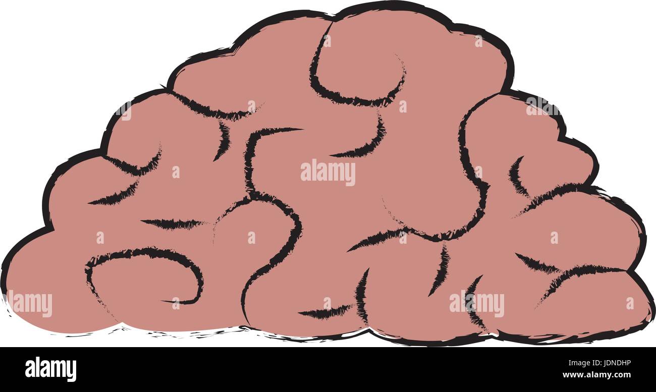 human brain organ health memory anatomy Stock Vector Image & Art - Alamy