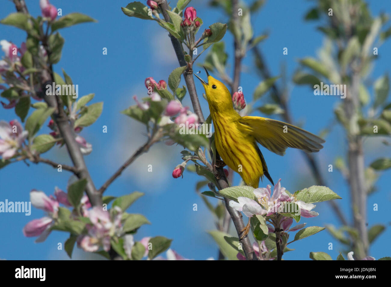 Yellow warbler in flight hi-res stock photography and images - Alamy