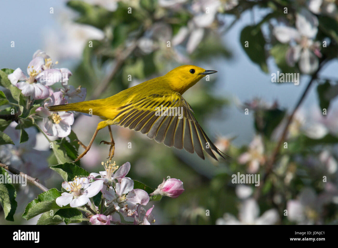 Setophaga petechia flight hi-res stock photography and images - Alamy